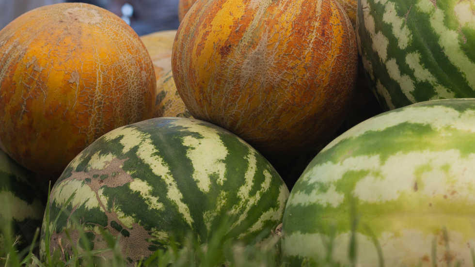 Watermelons vs. Melons: A Juicy Showdown | Blog | C&M Watermelon Imports